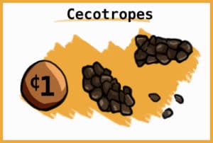 A Guide to Rabbit Poop and What It Tells You About Their Health