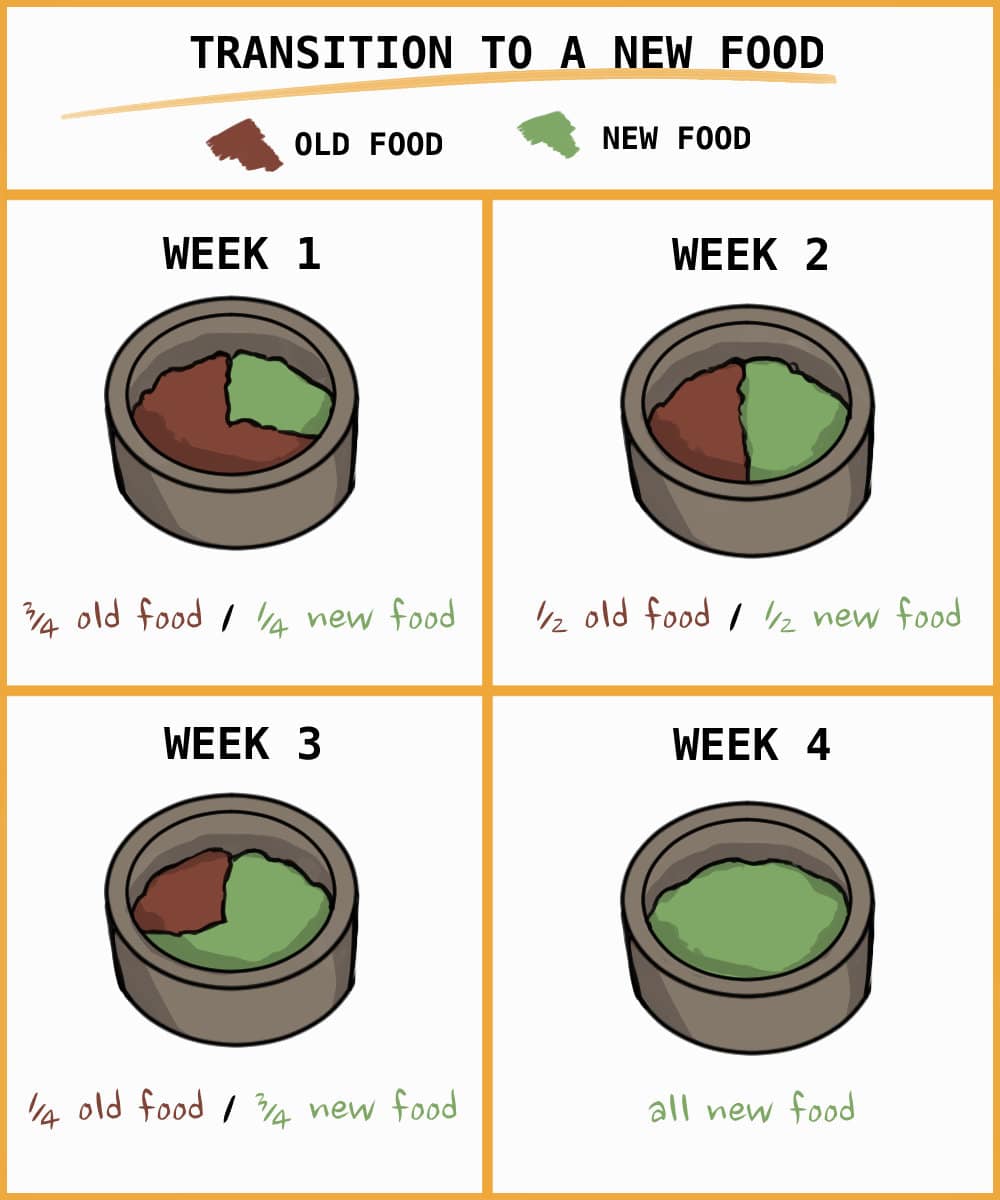 Helping Obese Rabbits Lose Weight