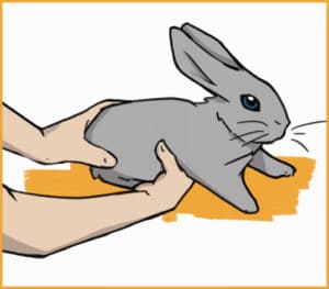 Rabbit Care: The Complete Guide