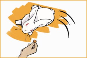 How to Train Your Rabbit