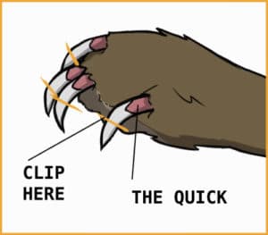 The Complete Guide to Grooming Your Rabbit (brushing, nail clipping ...