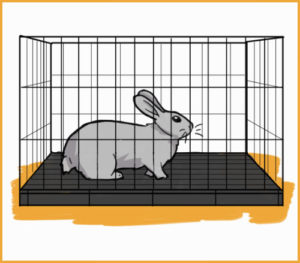 15 Common Mistakes Rabbit Owners Make That You Should Avoid