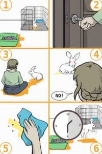How to Litter Train Your Rabbit (a step-by-step guide with pictures)