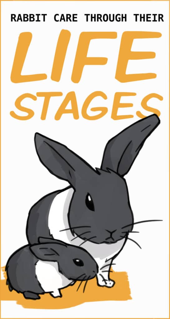 5 Life Stages of Pet Rabbits and How to Keep Them Healthy