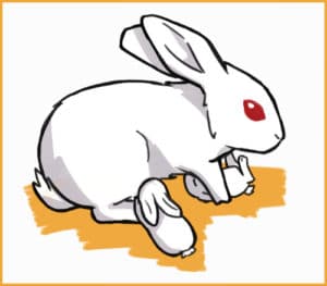 Rabbit Behavior and Care During Pregnancy and Beyond