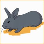 How to Know the Breed of Your Rabbit