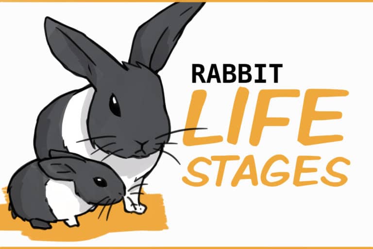 5 Life Stages of Pet Rabbits and How to Keep Them Healthy
