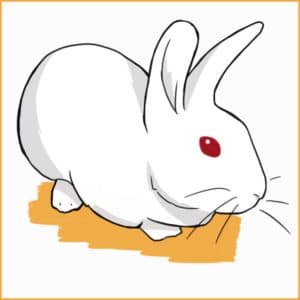 How to Know the Breed of Your Rabbit