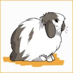 How To Care For Your Lop Eared Rabbit