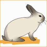 How to Know the Breed of Your Rabbit