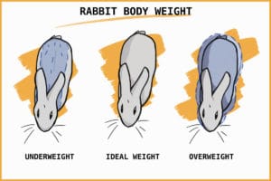 What Causes Weight Loss in Rabbits and How to Help