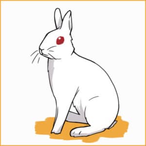 How to Know the Breed of Your Rabbit
