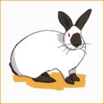 How to Know the Breed of Your Rabbit