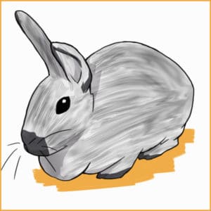 How to Know the Breed of Your Rabbit
