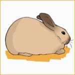 How to Know the Breed of Your Rabbit