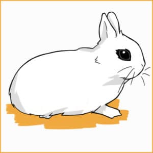 11 Rabbit Breeds that Stay Small