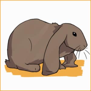 How To Care For Your Lop Eared Rabbit