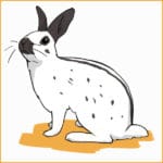 How to Know the Breed of Your Rabbit