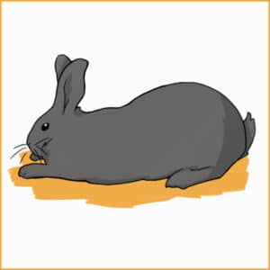 How to Know the Breed of Your Rabbit