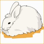 How to Know the Breed of Your Rabbit