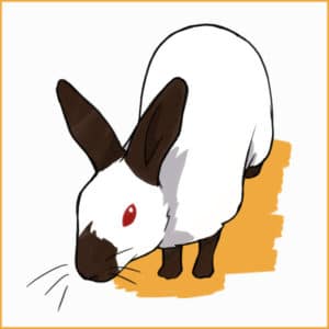 How to Know the Breed of Your Rabbit