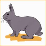 How to Know the Breed of Your Rabbit
