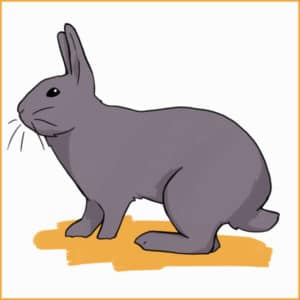 How to Know the Breed of Your Rabbit