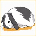 How To Care For Your Lop Eared Rabbit