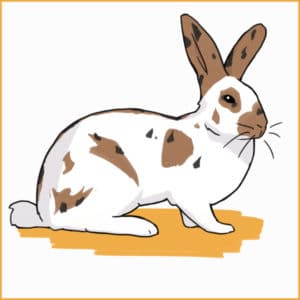 How to Know the Breed of Your Rabbit
