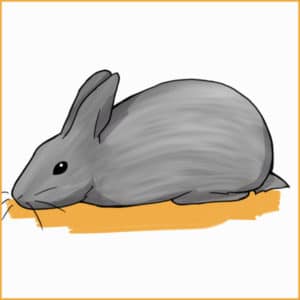 How to Know the Breed of Your Rabbit