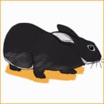 How to Know the Breed of Your Rabbit