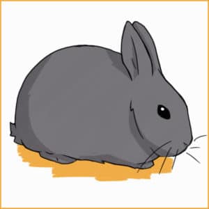 How to Know the Breed of Your Rabbit