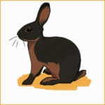 How to Know the Breed of Your Rabbit