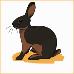 How to Know the Breed of Your Rabbit