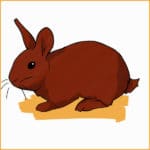 How to Know the Breed of Your Rabbit
