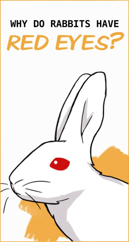 Why Do Some Rabbits Have Red Eyes?