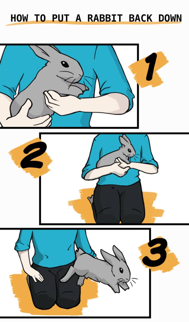 How To Hold a Rabbit (An Illustrated Guide)