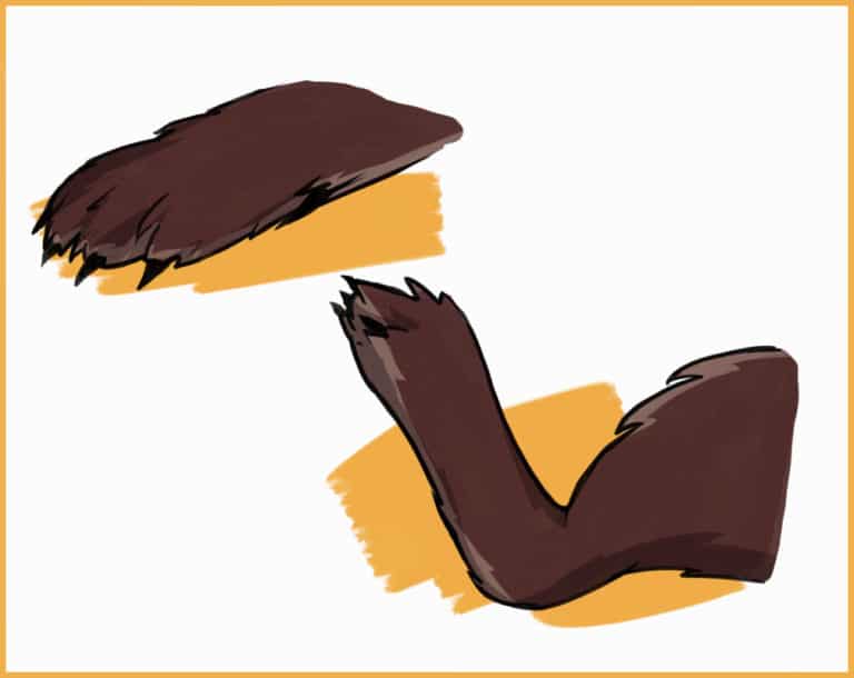 The Survival Species: Rabbit Anatomy From Nose To Tail