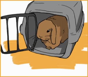 Choosing the Safest Carrier for Your Pet Rabbit