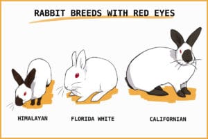 Why Do Some Rabbits Have Red Eyes?