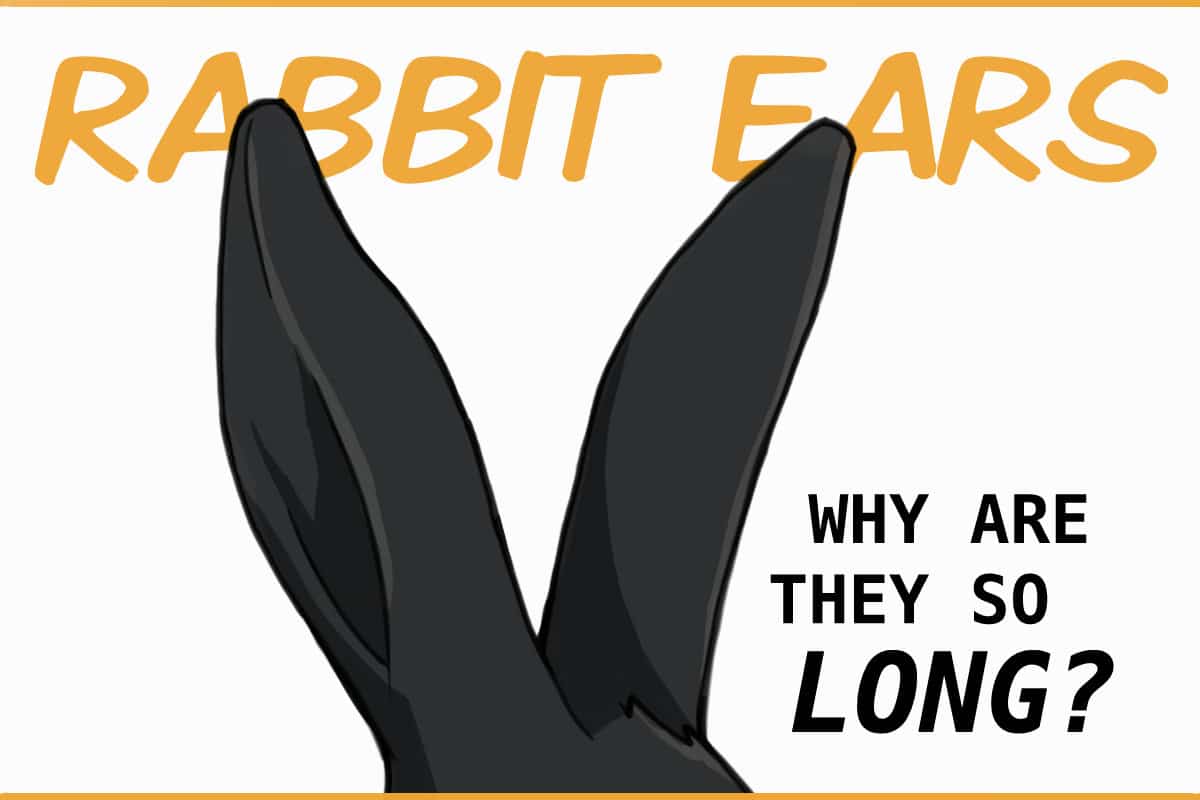 Why Rabbit Ears Are So Long