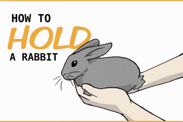 How To Hold a Rabbit (An Illustrated Guide)