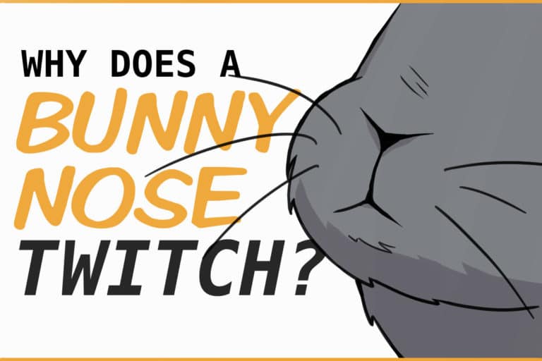 7 Fun Facts About Rabbit Eyes and 5 Problems to Look Out For