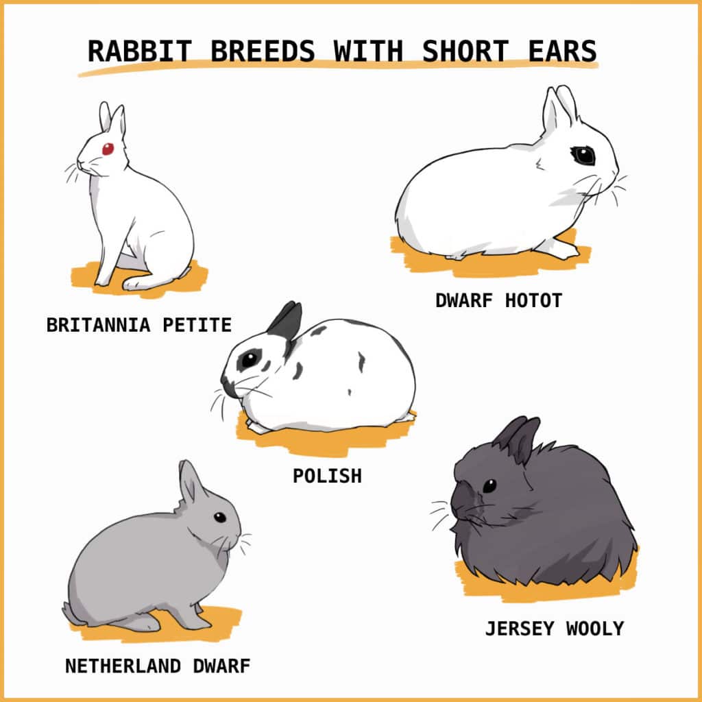 How To Care For A Dwarf Or Mini Rabbit How To Care For A Dwarf Or Mini Rabbit