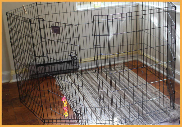 15 Affordable Gift Ideas For Your Pet Rabbit