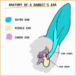 The Survival Species: Rabbit Anatomy From Nose To Tail