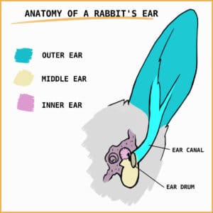 The Survival Species: Rabbit Anatomy From Nose To Tail