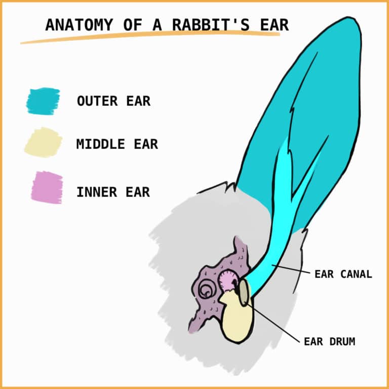 Why Rabbit Ears Are So Long