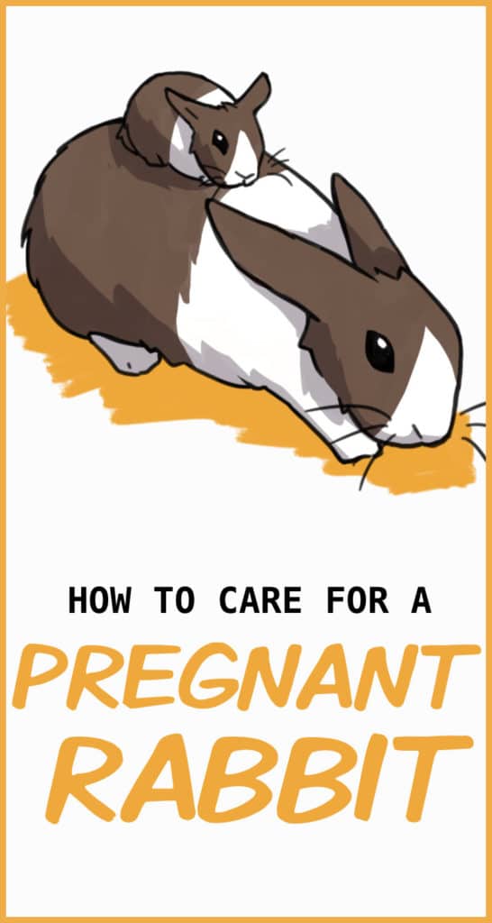 Rabbit Behavior and Care During Pregnancy and Beyond