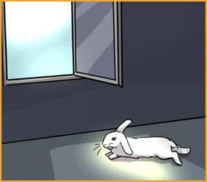 How to Make Sure Your Rabbit Gets Enough Sunlight